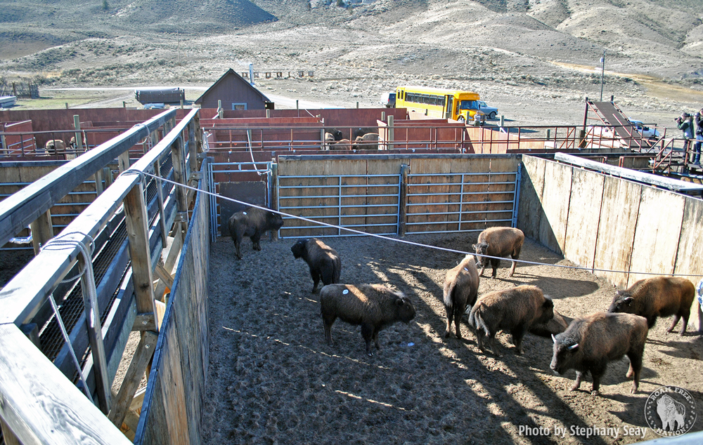 Capture for Slaughter - Roam Free Nation