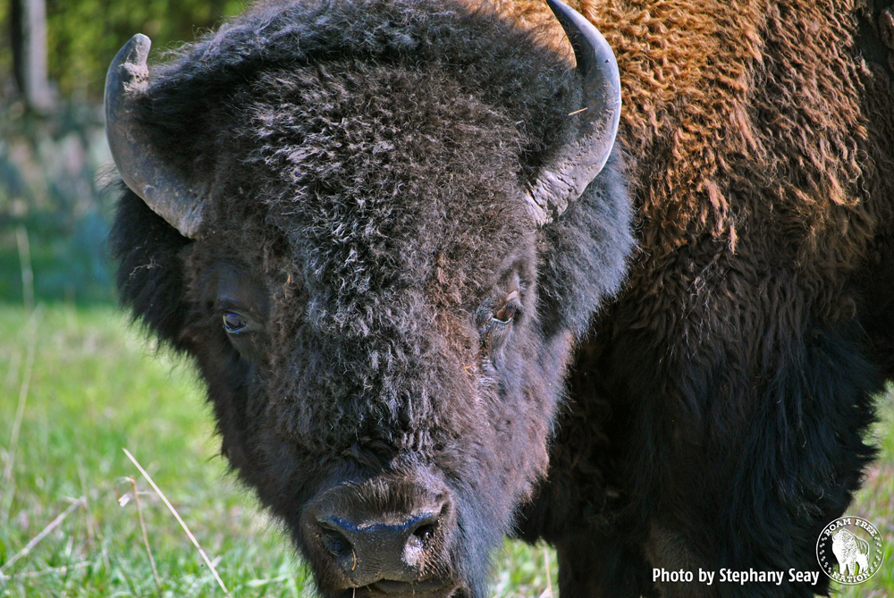Wild bull buffalo makes it to Paradise Valley, only to be met with ...