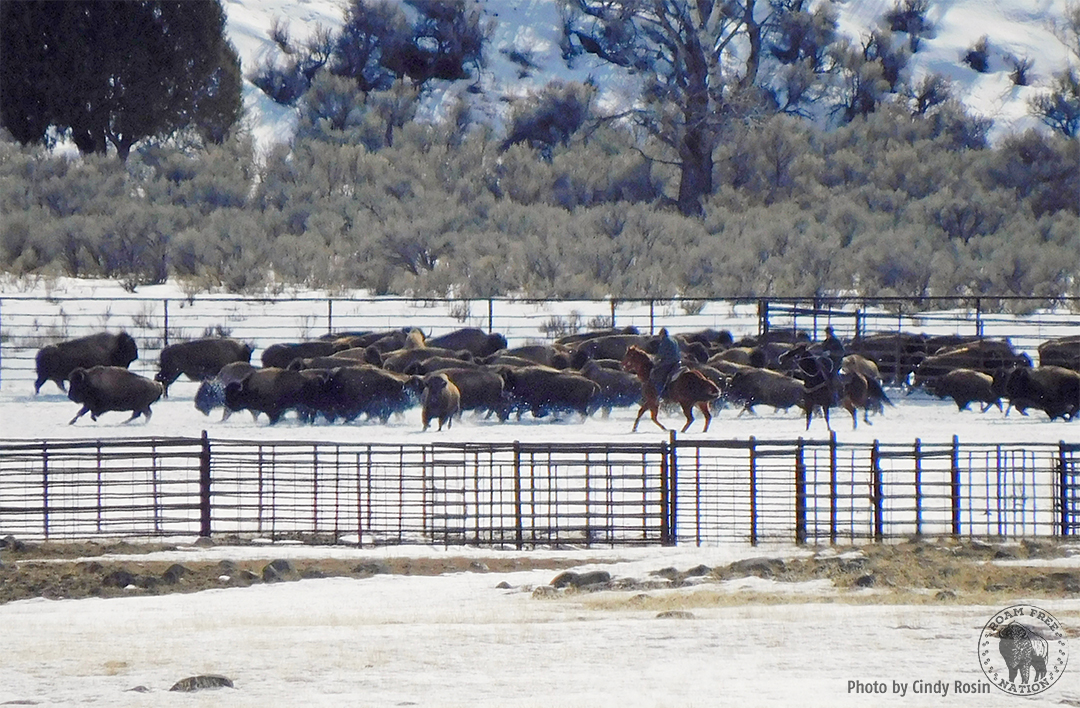 Yellowstone Captures Wild Buffalo Despite Challenges - Roam Free Nation